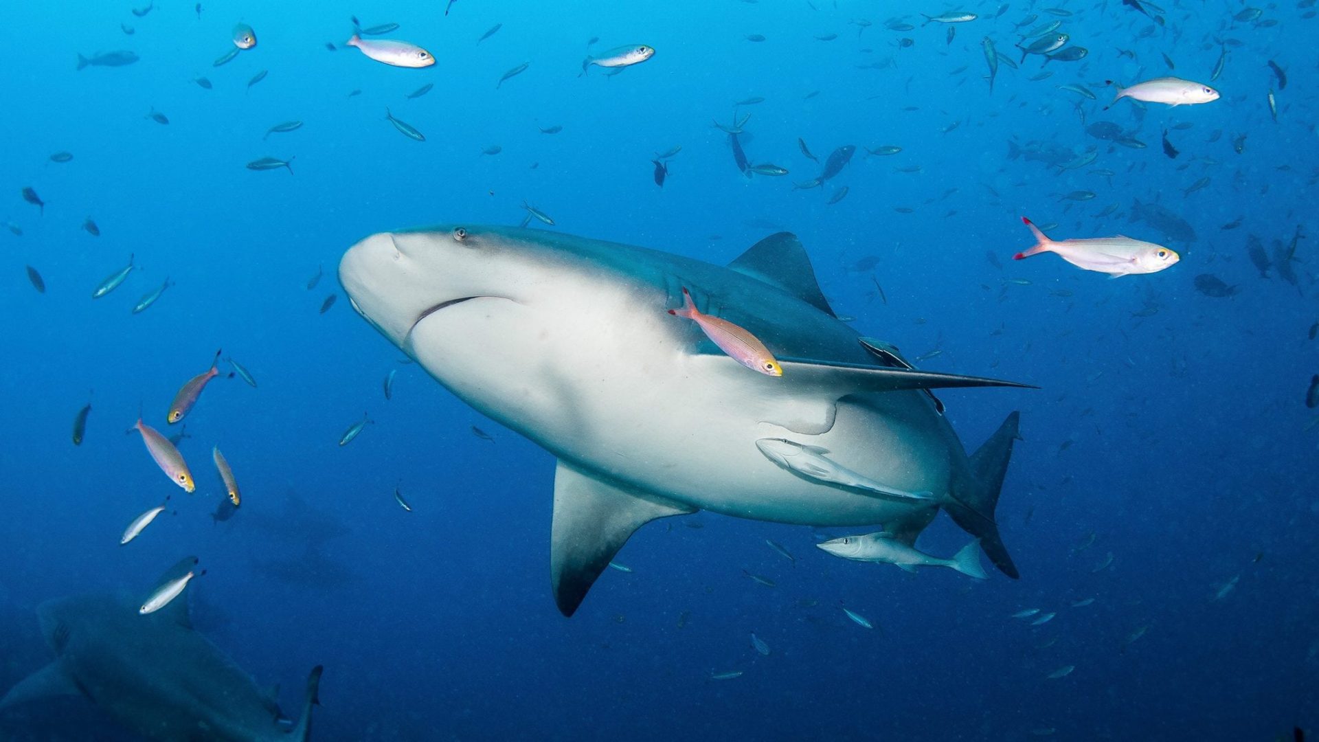 The life of lemon sharks - Oceanographic