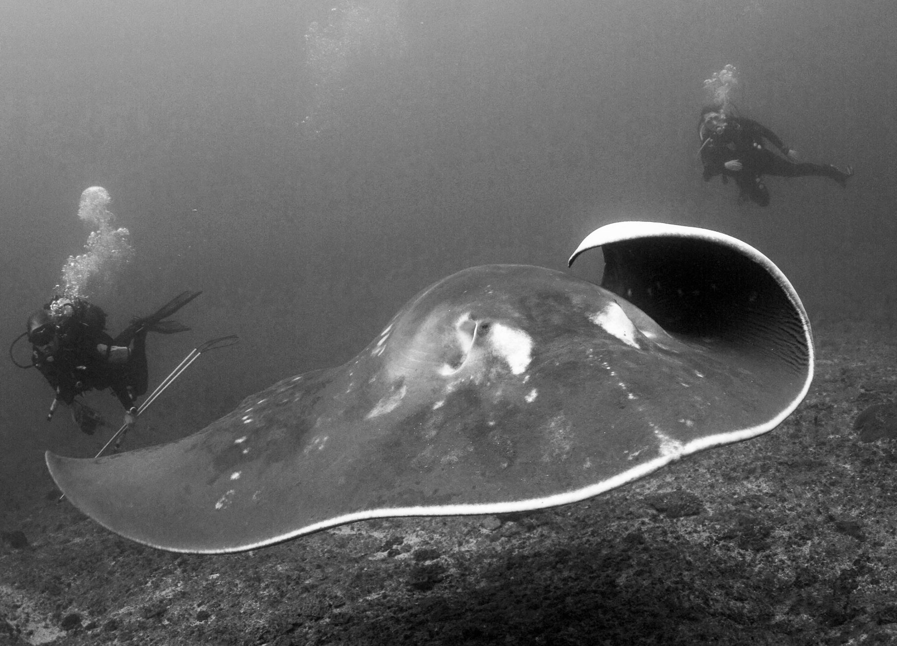 Brief encounters with the smalleye stingray - Oceanographic