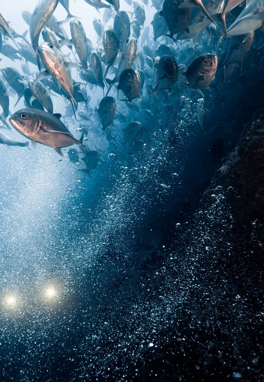 Currents and corridors: Cocos Island's - Oceanographic