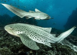 Spots and stripes: A closer look at leopard sharks - Oceanographic
