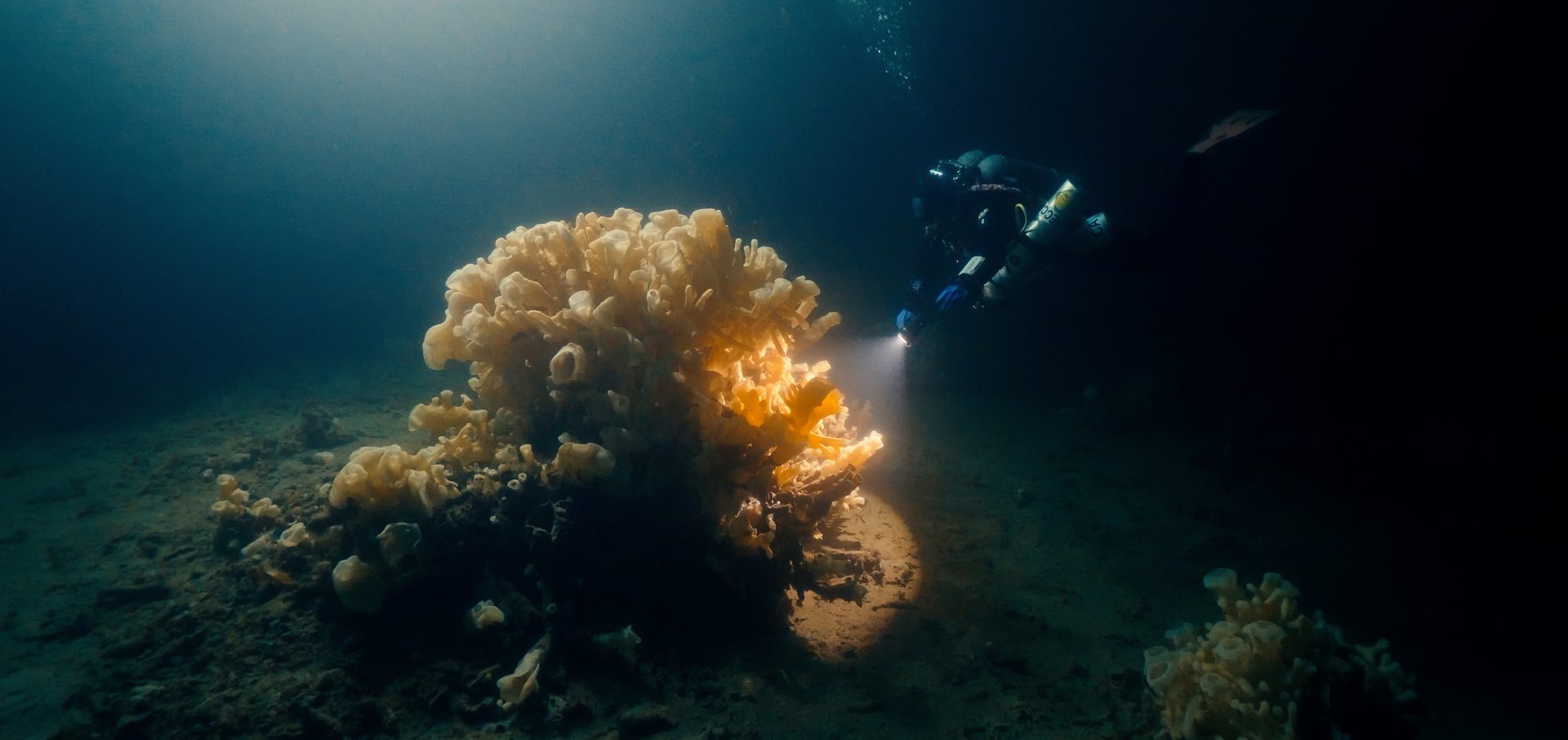 Moonless Oasis: The glass sponge reefs of Howe Sound - Oceanographic