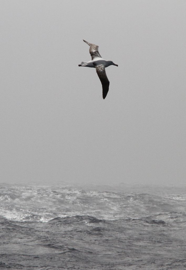 Flying with the albatross - Oceanographic