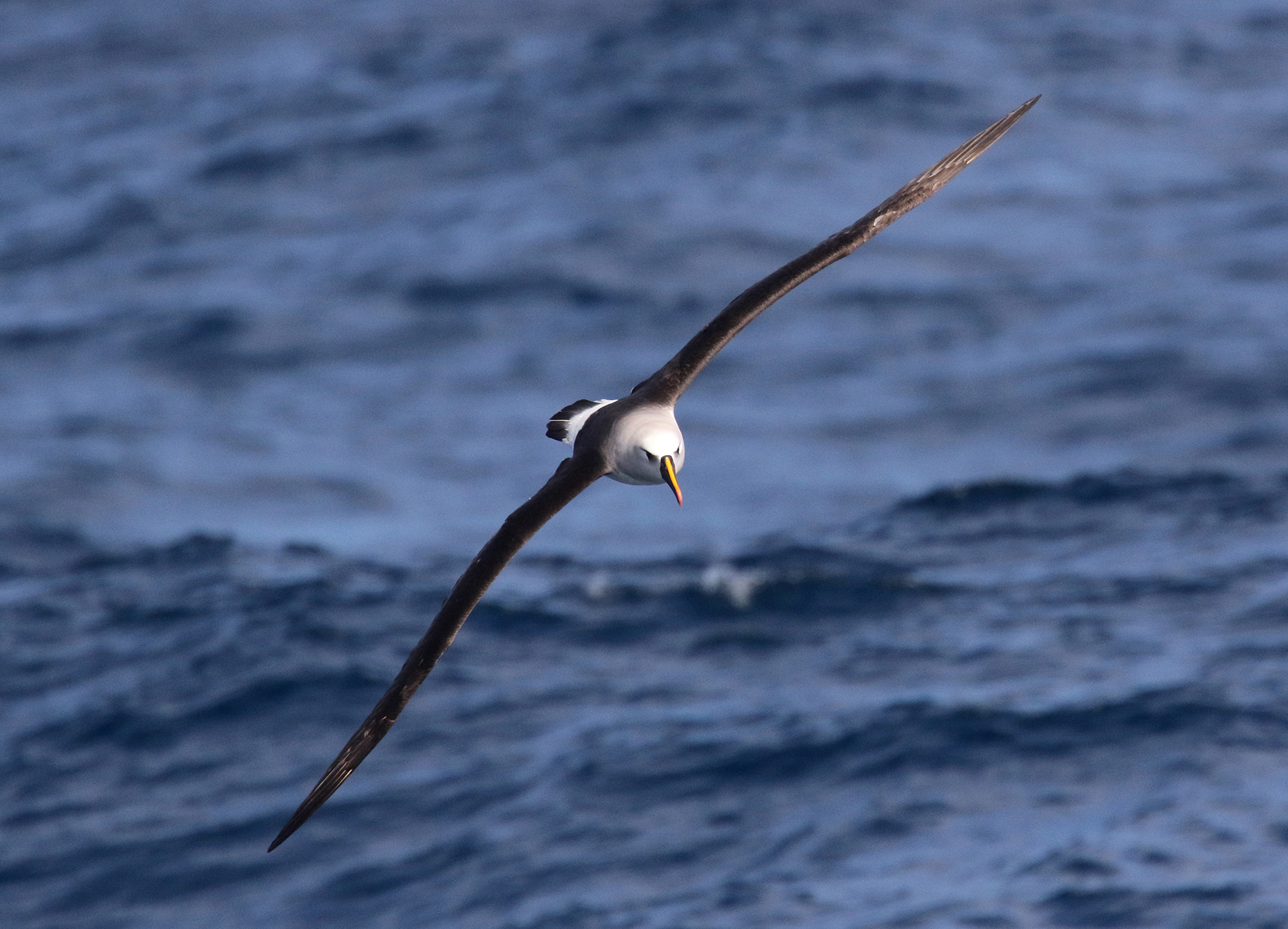Flying with the albatross - Oceanographic