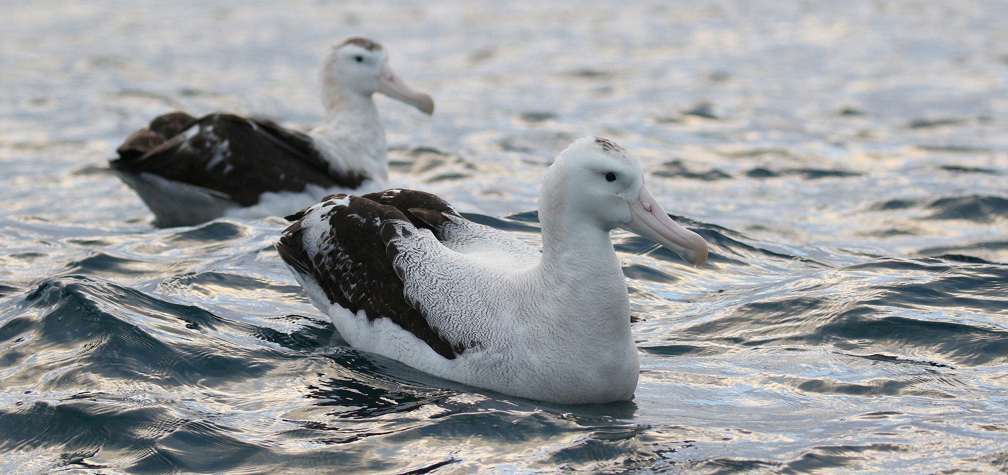 Flying with the albatross - Oceanographic