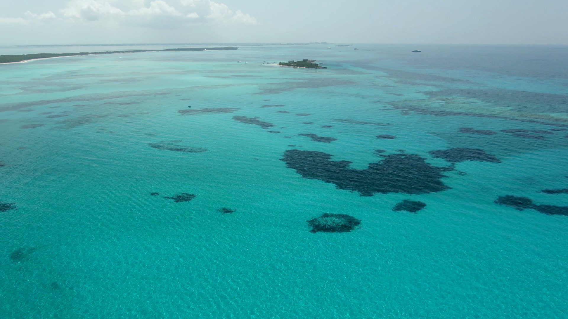 Sharks benefitting from shark sanctuary Marine Protected Area in ...