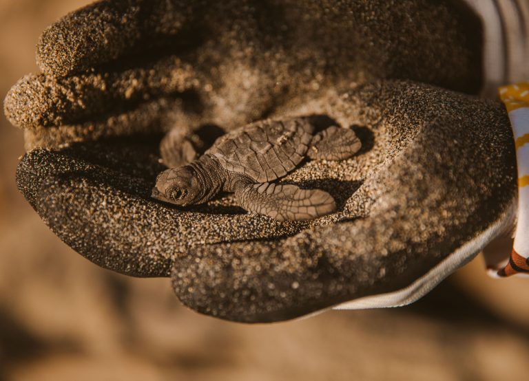 Tipping the balance: COVID-19 and turtle conservation – Oceanographic