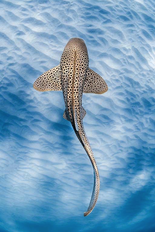 Photographing the elusive leopard shark