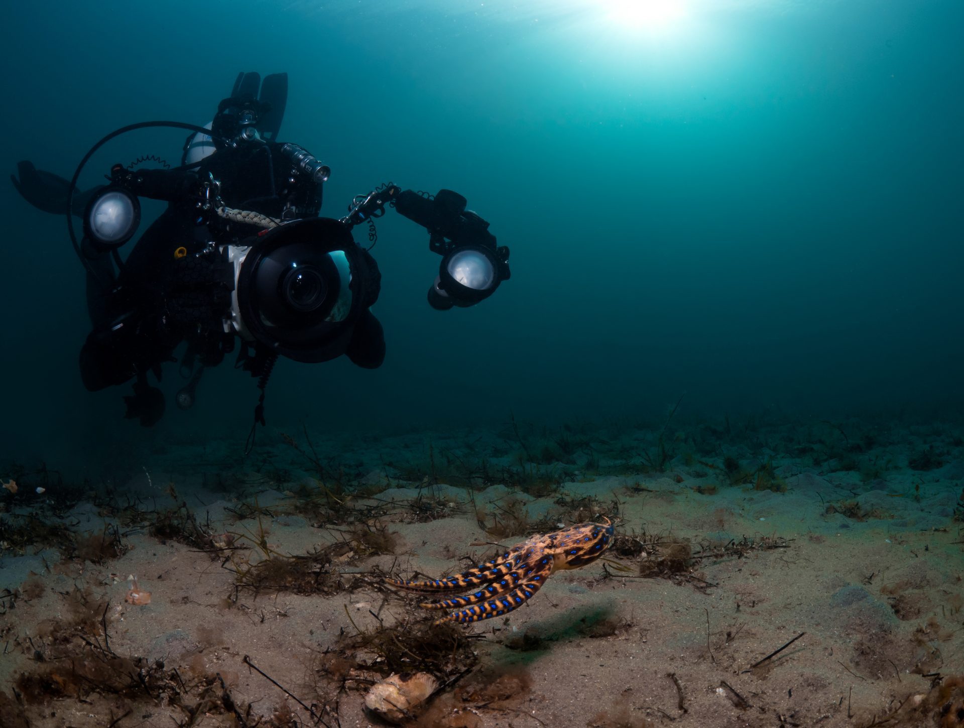 Photographing octopuses: Tips & techniques - Oceanographic