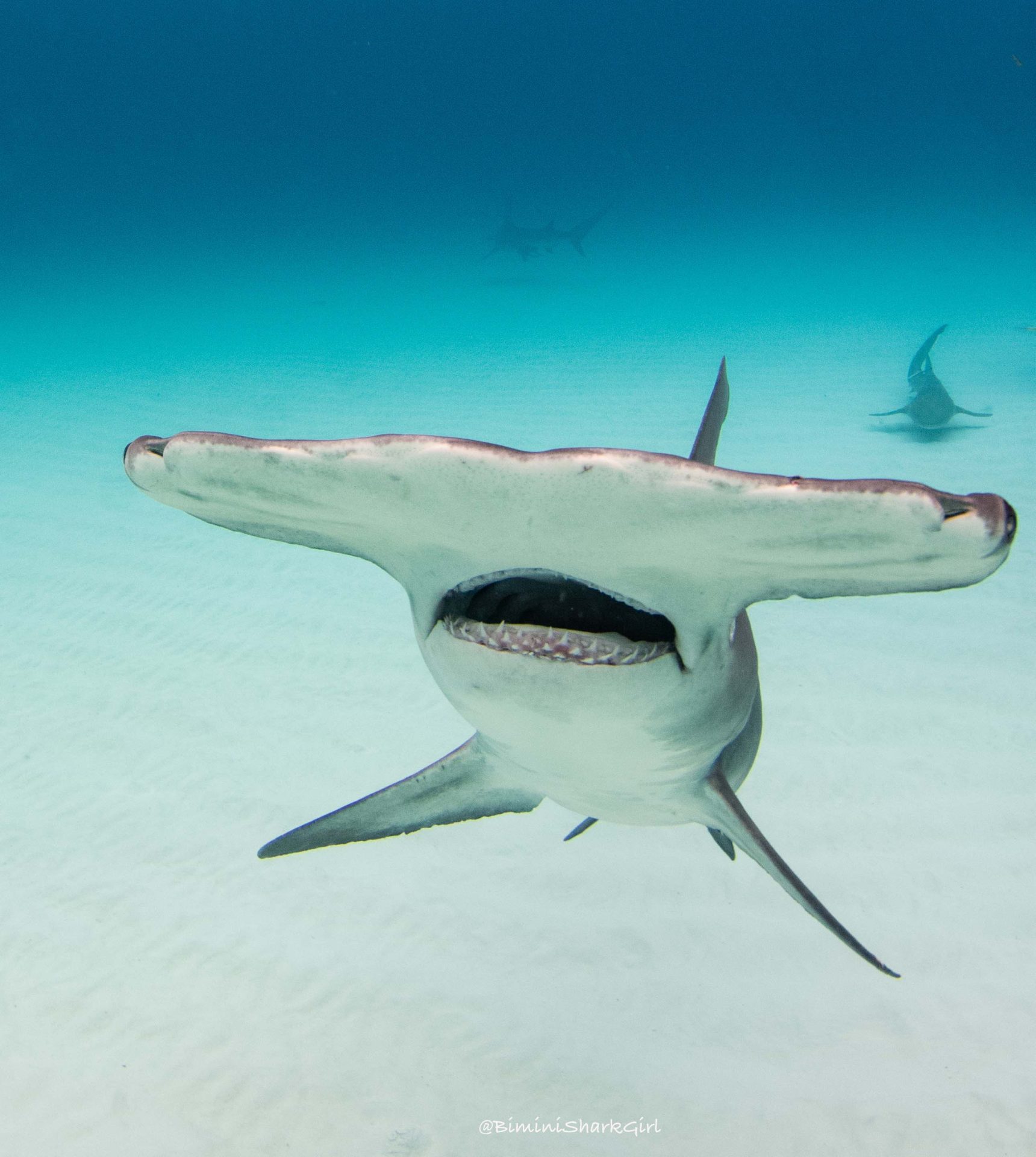 Diving with great hammerhead sharks - Oceanographic