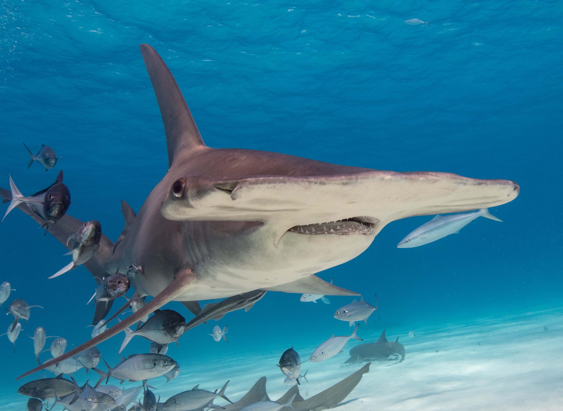 Diving with great hammerhead sharks - Oceanographic