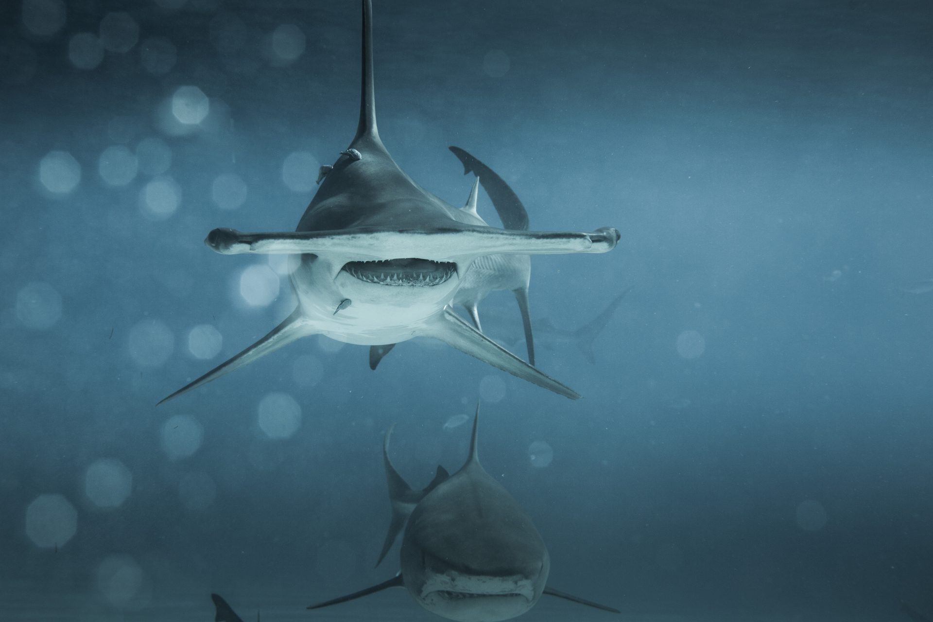 Mike Coots: Finding a purpose - Oceanographic - Oceanographic