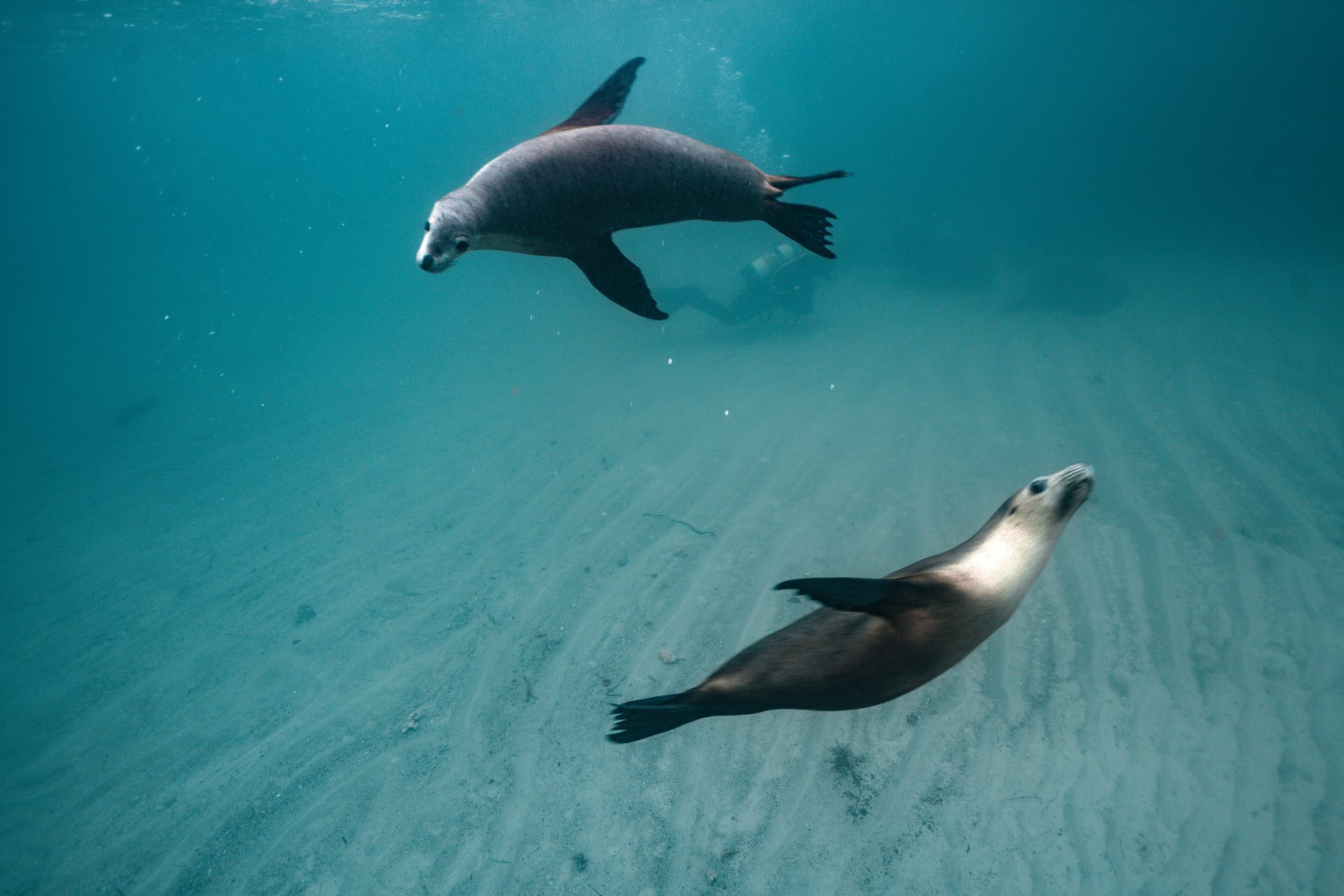 Meeting the endangered sea lions of Australia - Oceanographic
