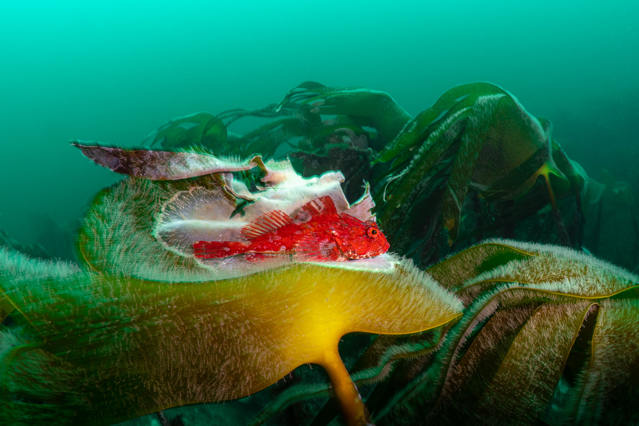 Henley Spiers - Oceanographic