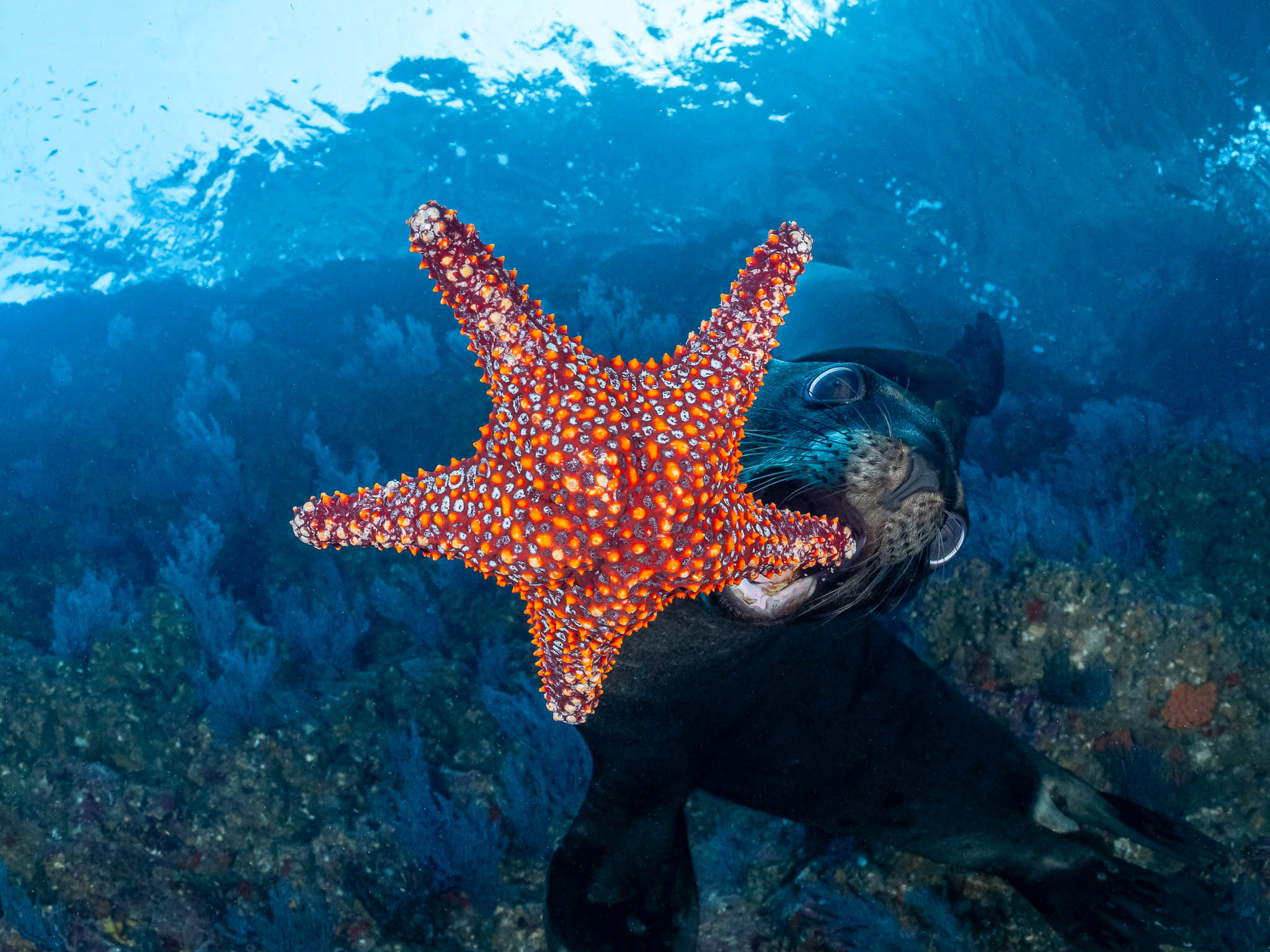 Henley Spiers - Oceanographic