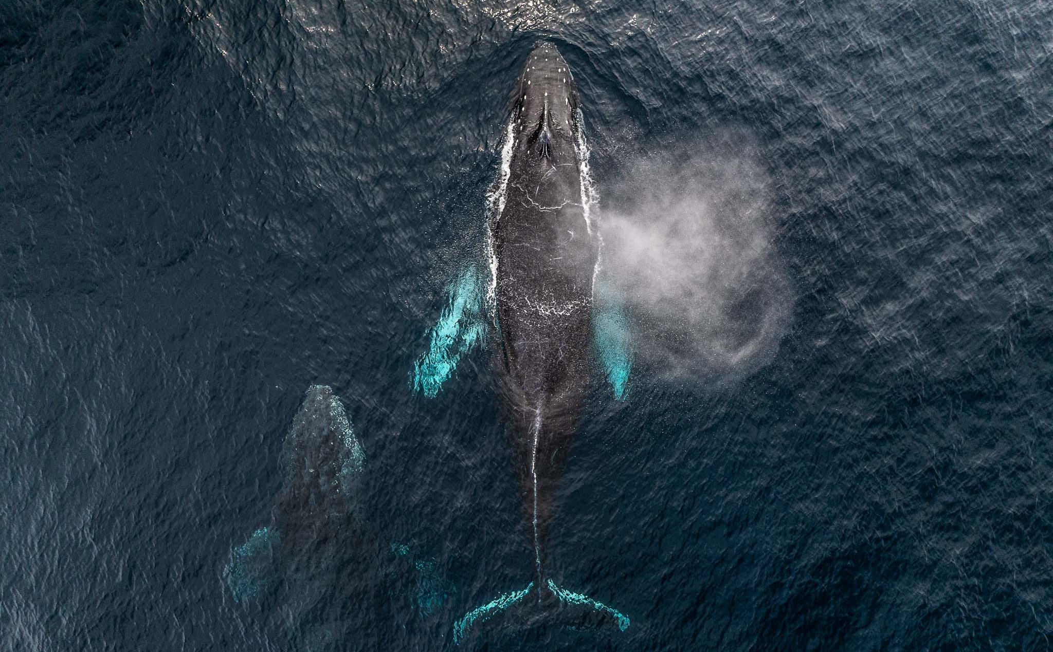 Features Archive - Oceanographic