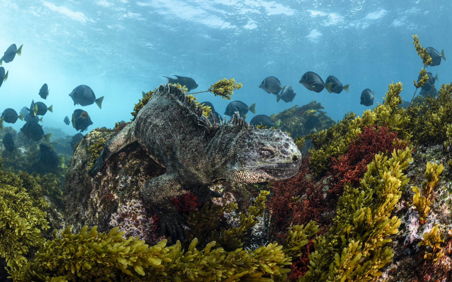 Ocean optimism - Oceanographic